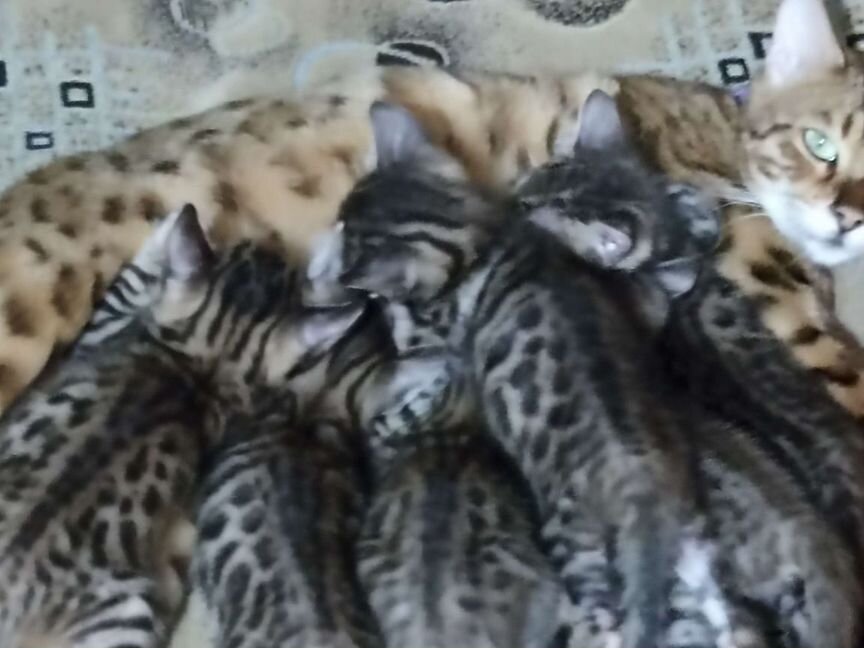 Бенгальские котята