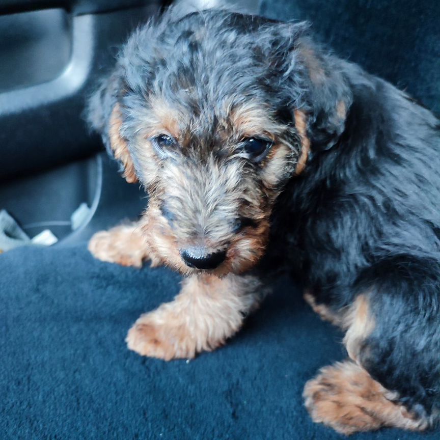 Вельштерьер, щенок