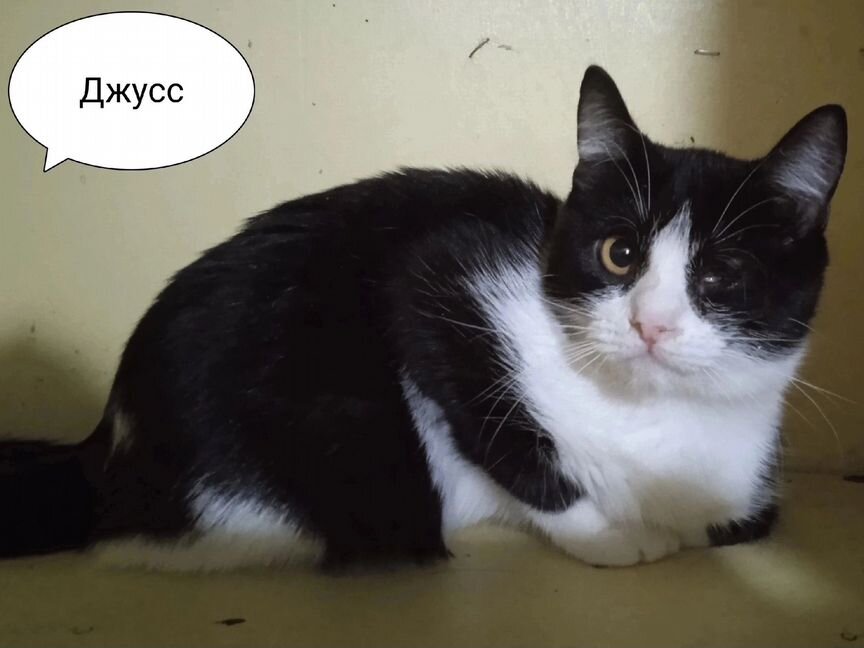 Котята особенные в добрые руки