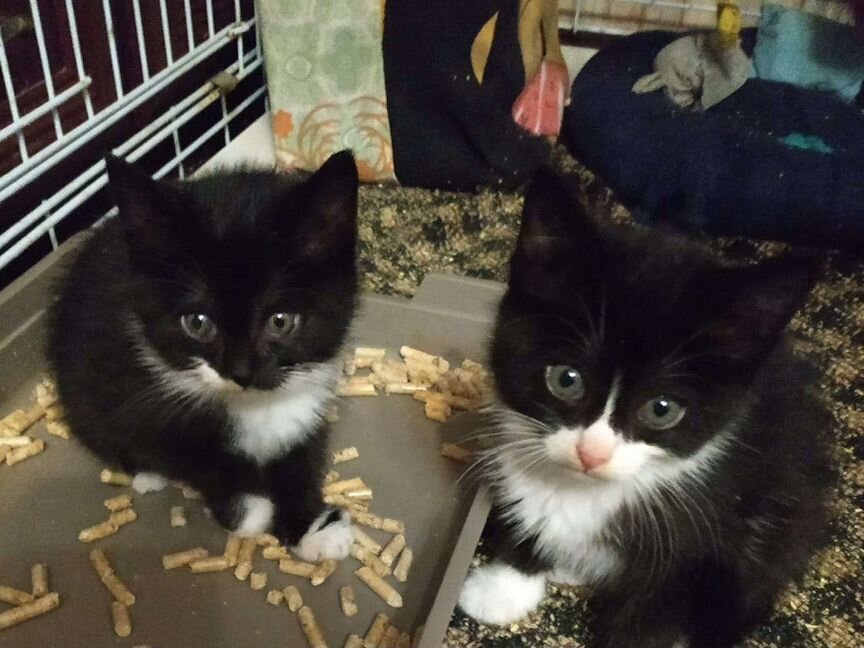 Котята бесплатно