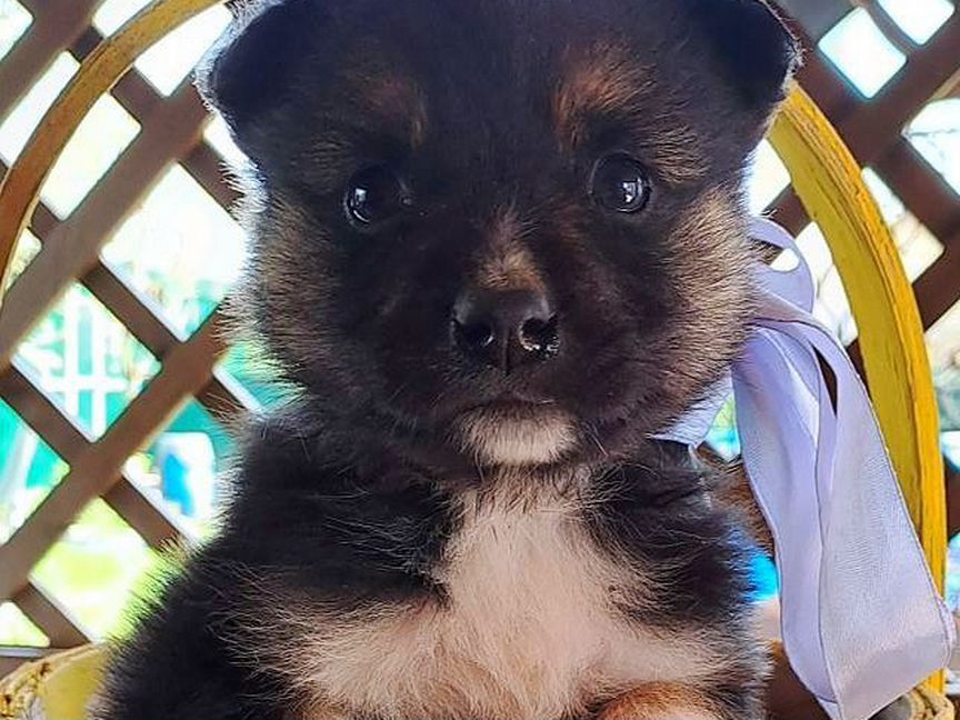 Щенок в добрые руки бесплатно