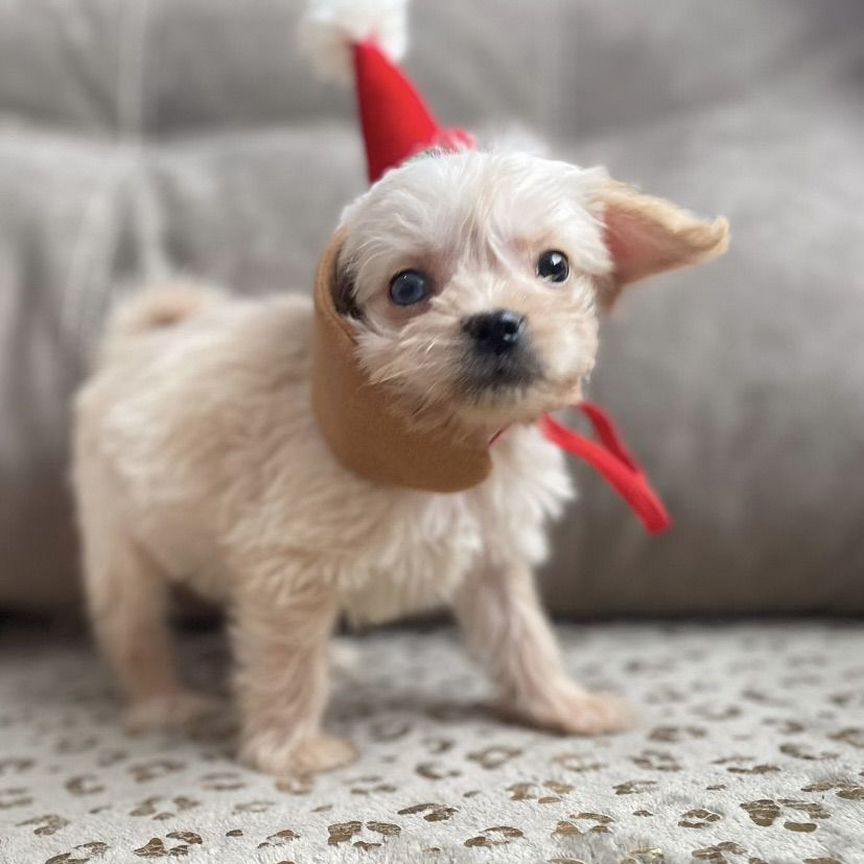 Pugapoo dogs