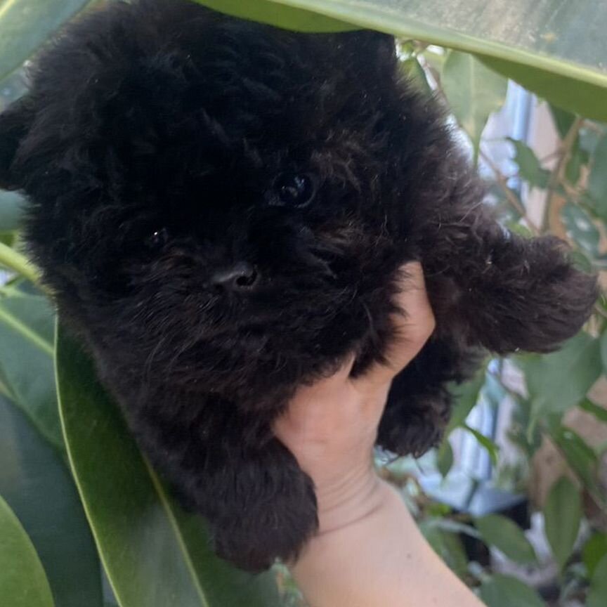 Щенки Мальтипом