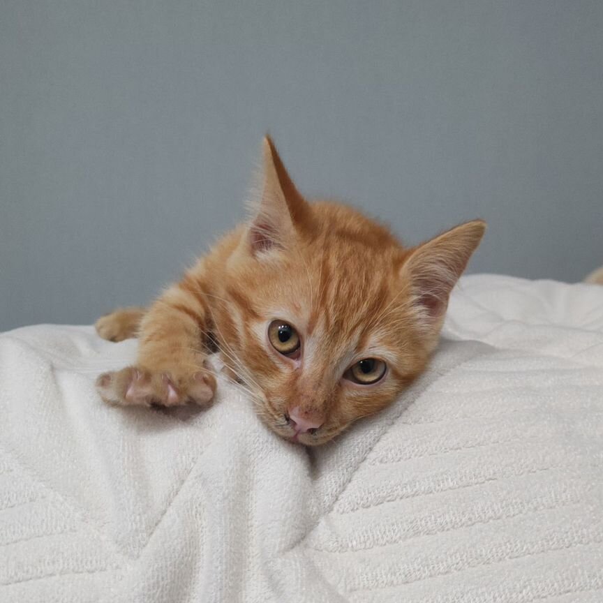 Рыжий котенок в добрые руки