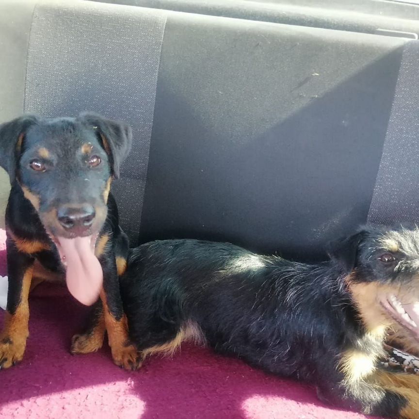 Продажа щенков