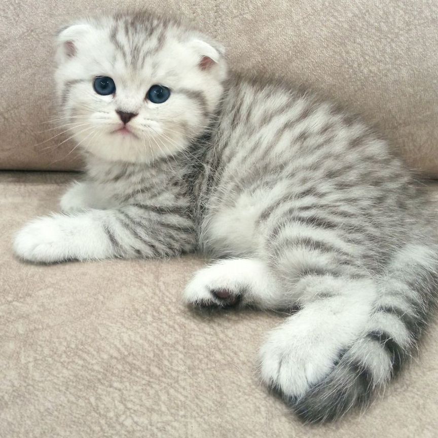 Шотландский котëнок девочка