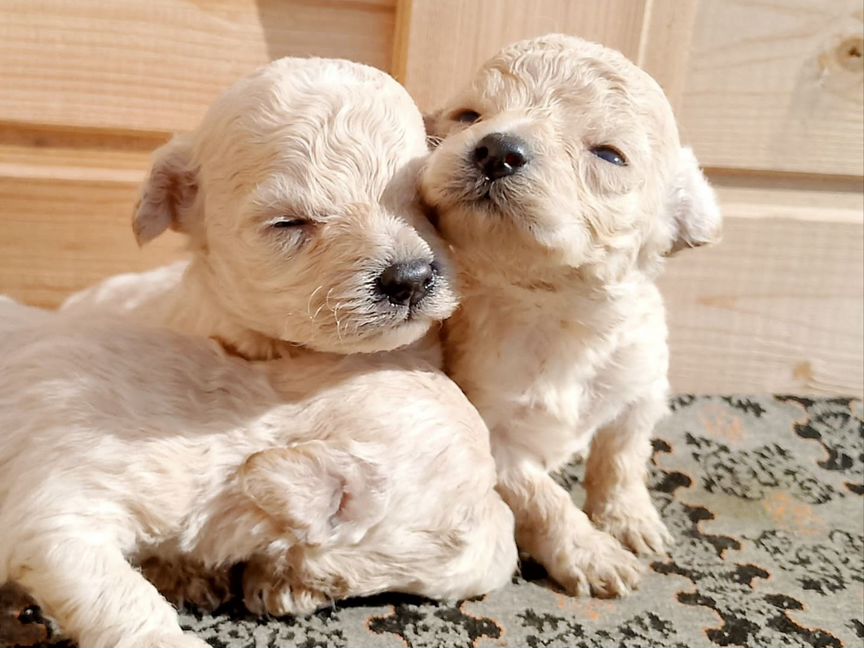 Щенки Мальтипу