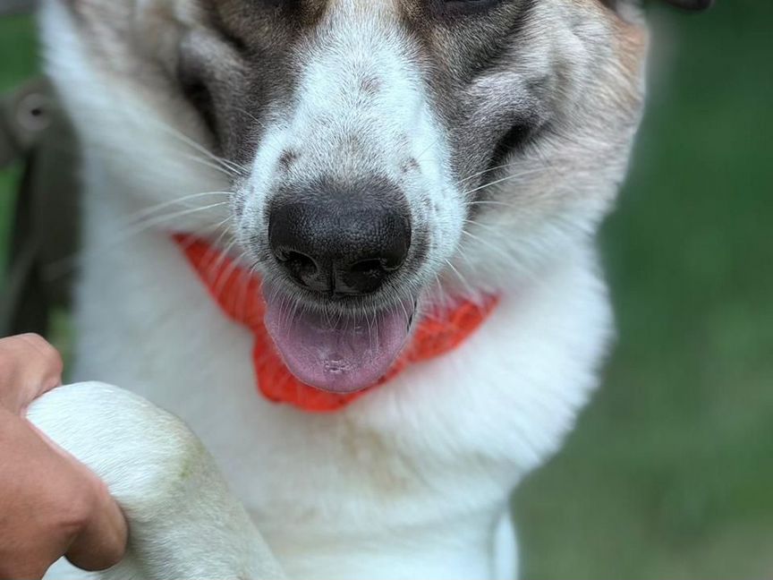 Красотка Скарлетт из приюта в поисках семьи