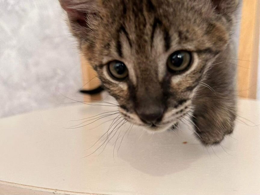 Котенок саванна