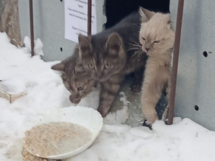 Котята 4 месяца
