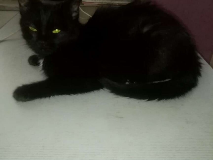 Отдам кошку в добрые руки