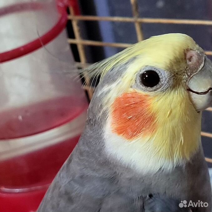 Попугай Гоша корелла