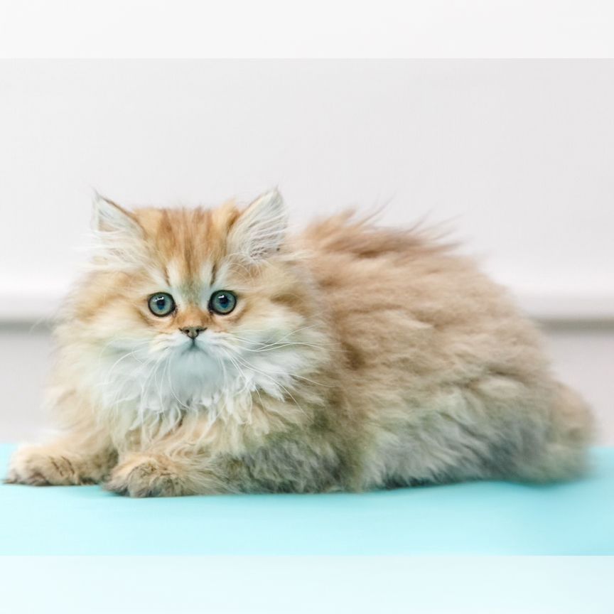 Британский длинношёрстный котёнок