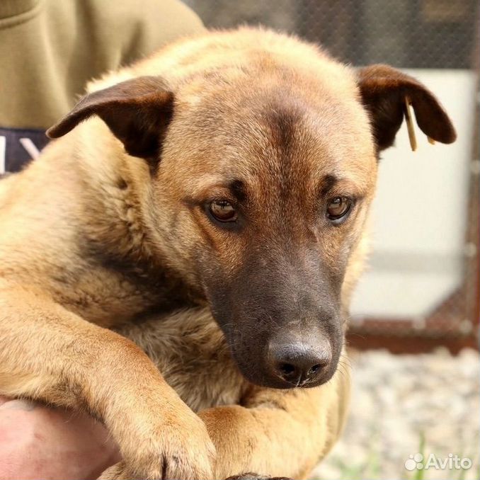 Щенок Вольт в добрые руки