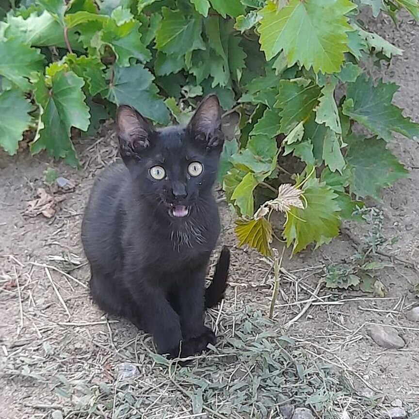 Котята 2,5-3 мес живут возле дороги к Волге