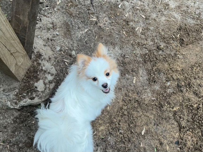 Померанский шпиц