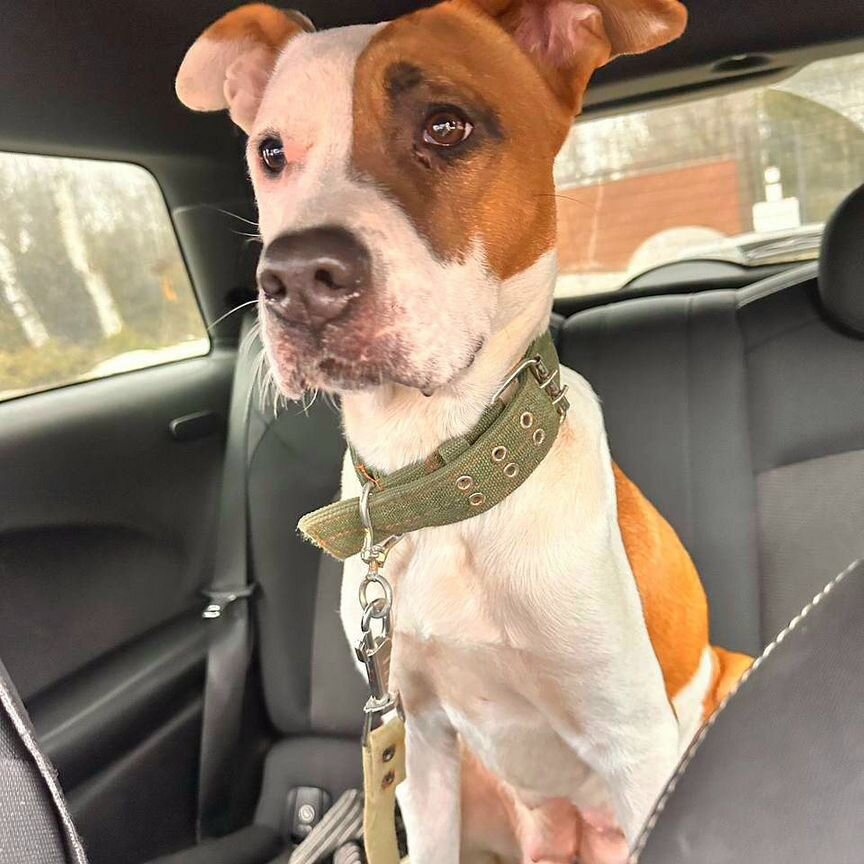 Собака в добрые руки