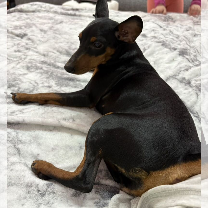 Цвергпинчер, взрослая собака