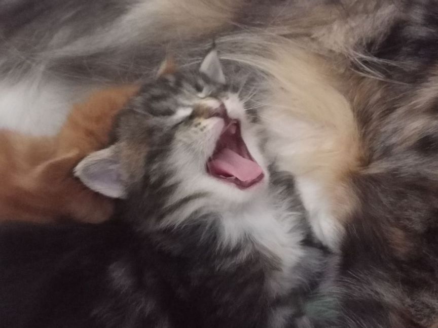 Котята мейн-кун