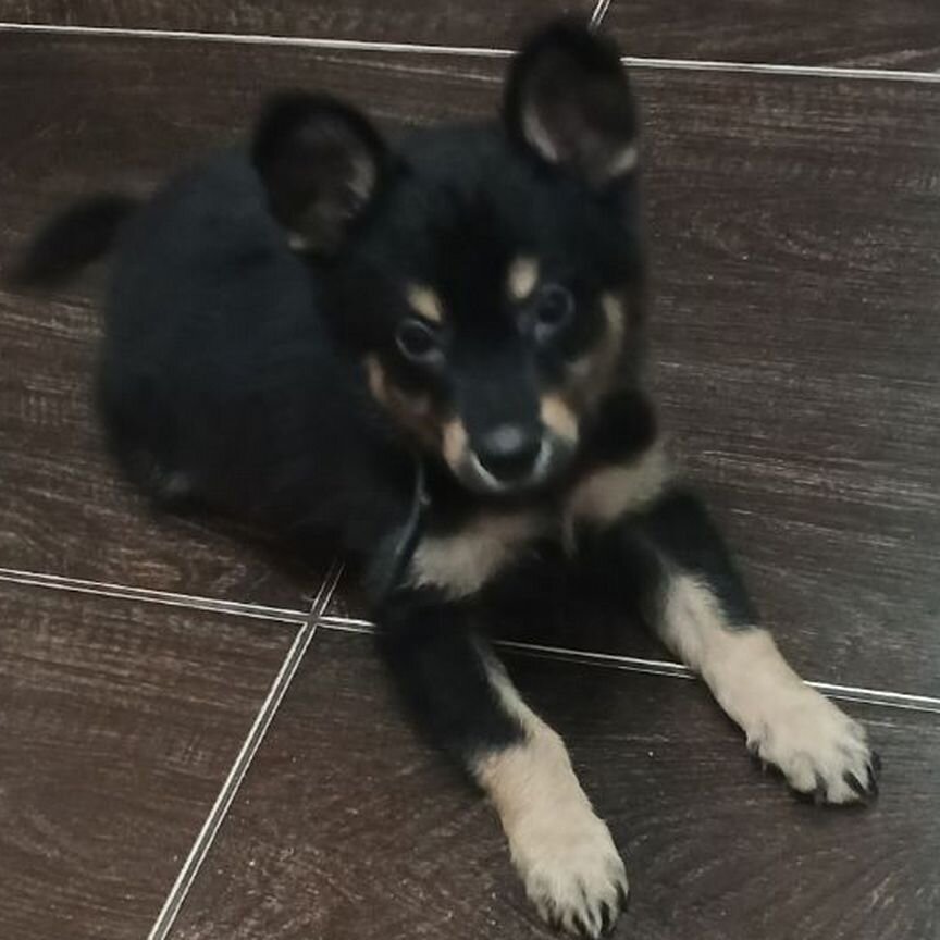 Щенок в добрые руки