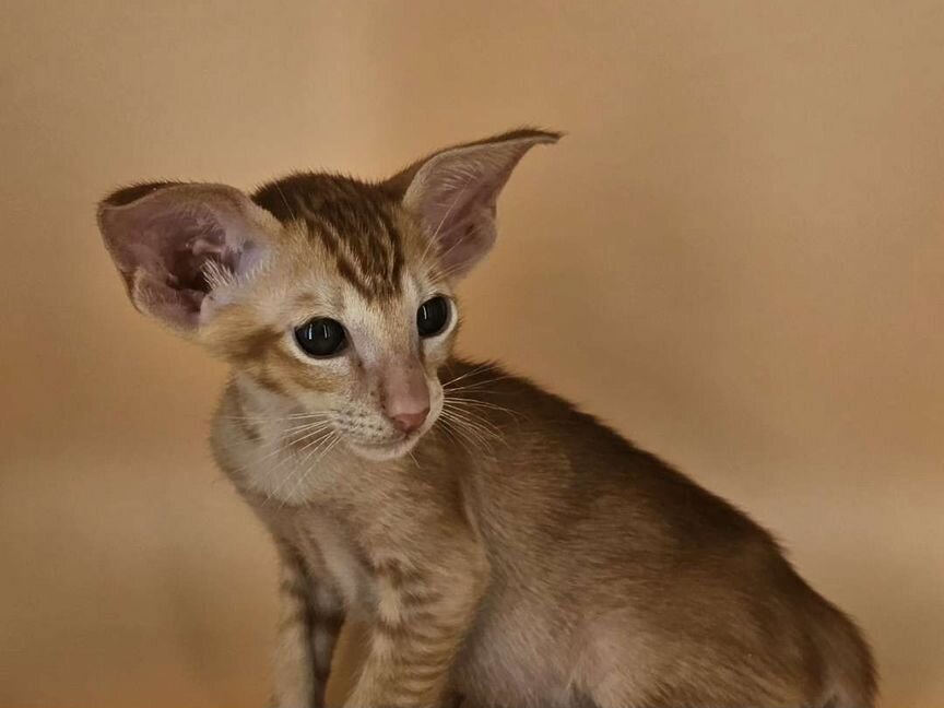Ориентальные котята