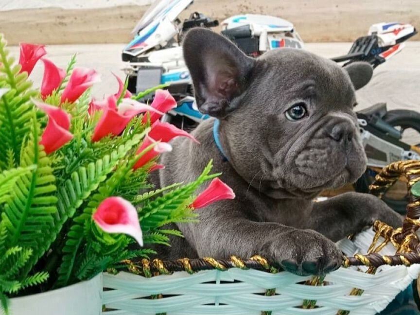 Французский бульдог щенки голубые мини и компакт