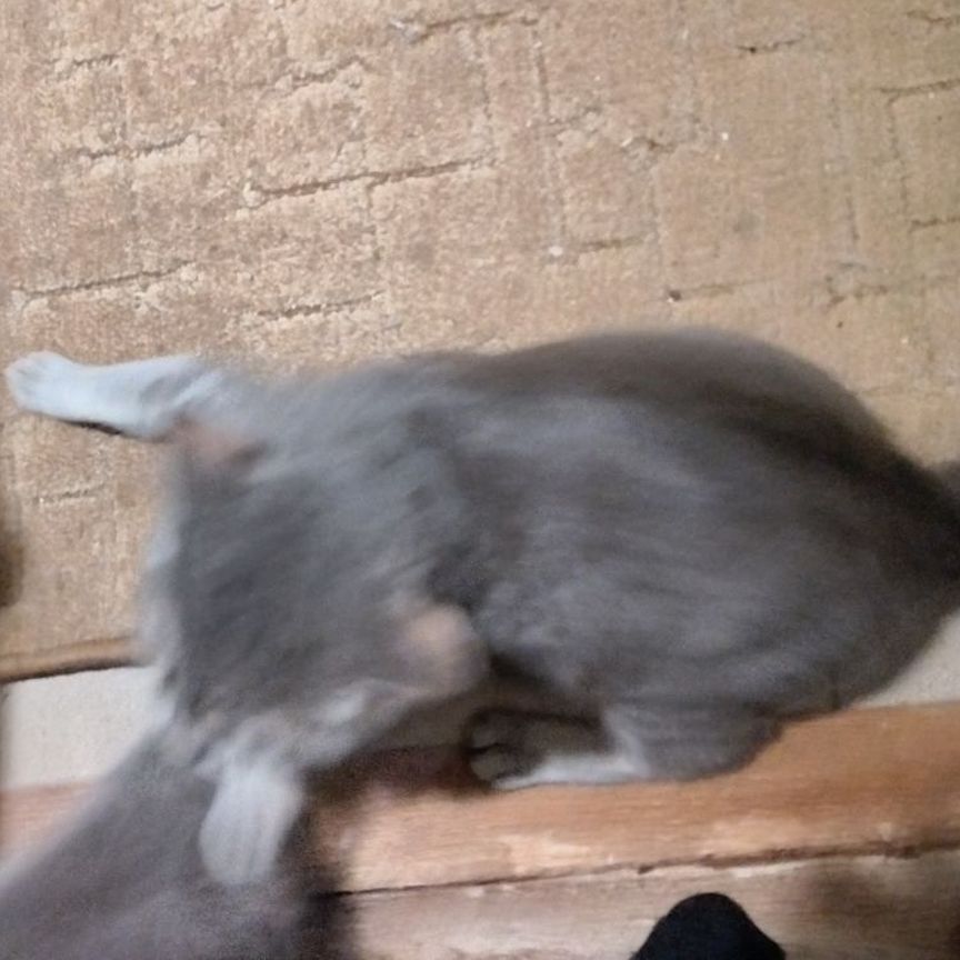 Кот хулиган