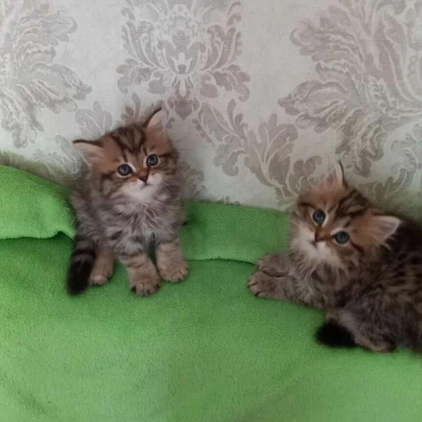 Сибирские котята