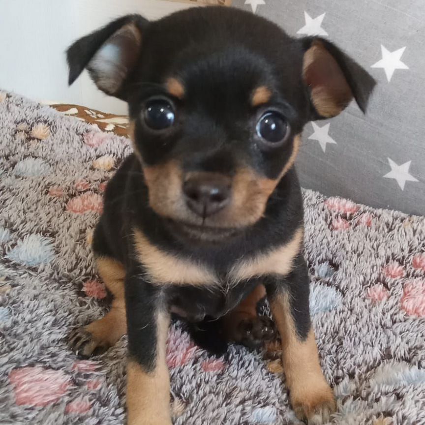 Русский той-терьер, щенок