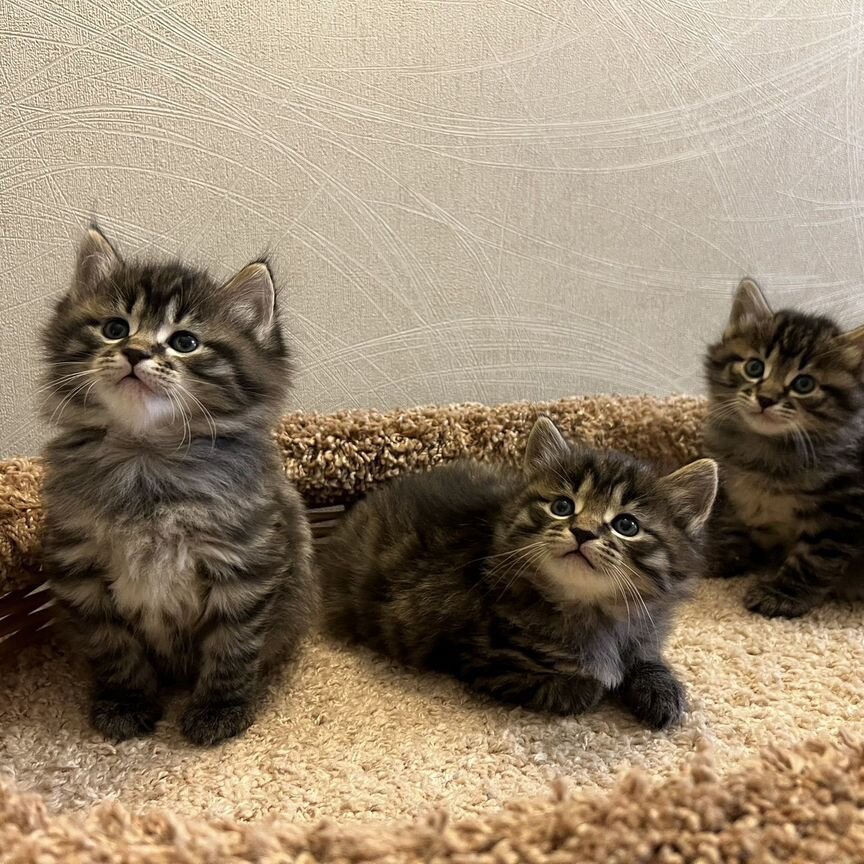 Котята курильского бобтейла