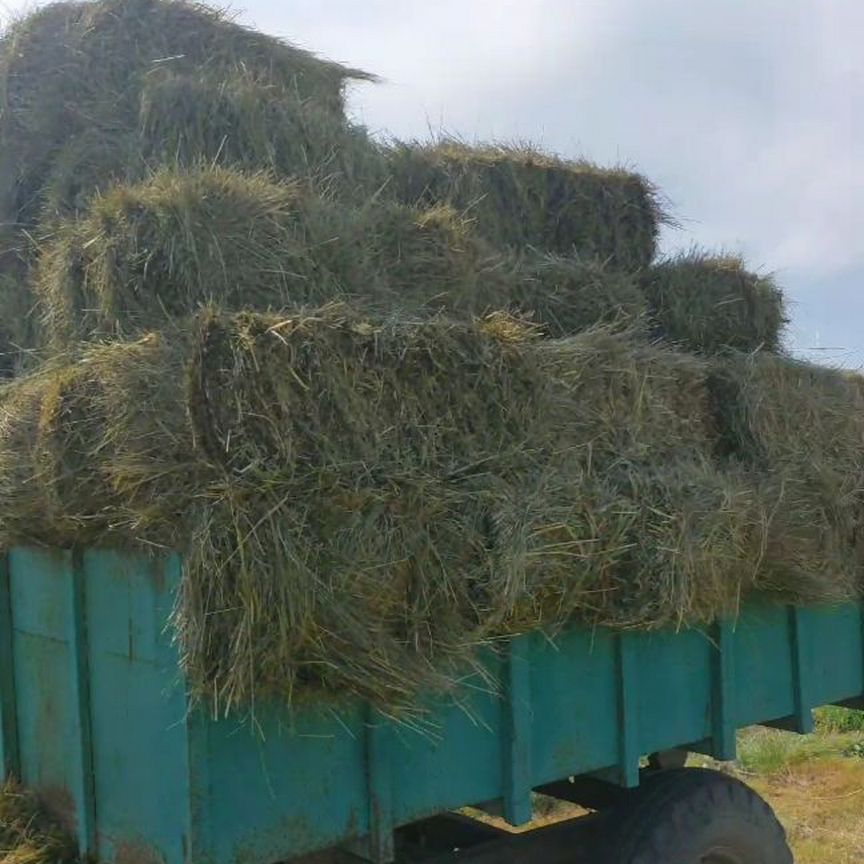 Сено в тюках