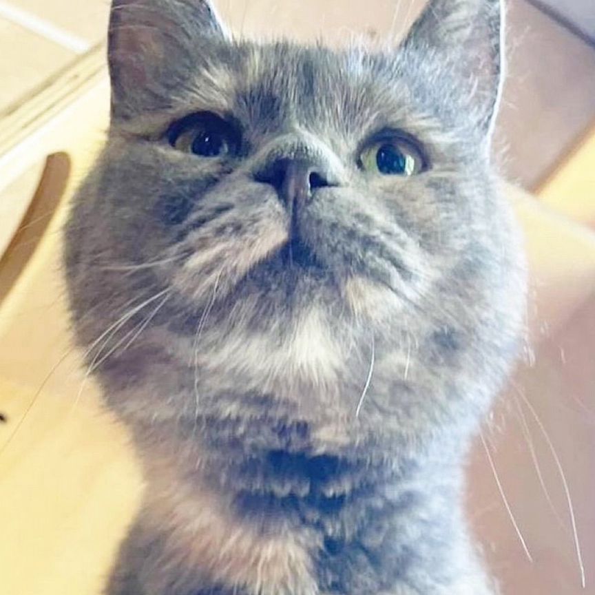 Назову тебя зайцем