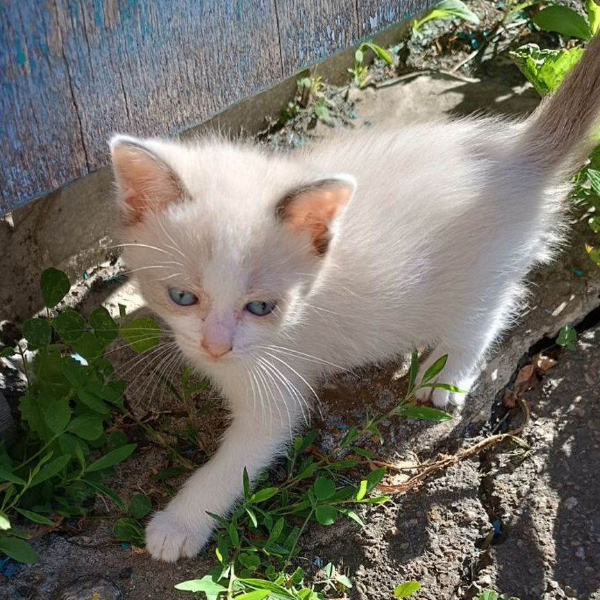 Котёнок в добрые руки