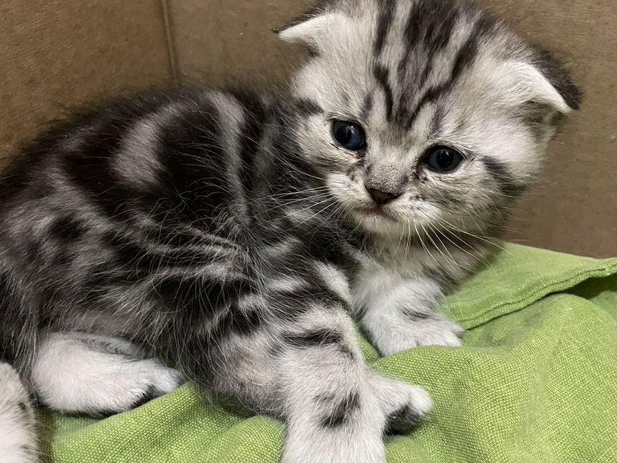 Шотландские вислоухие котята
