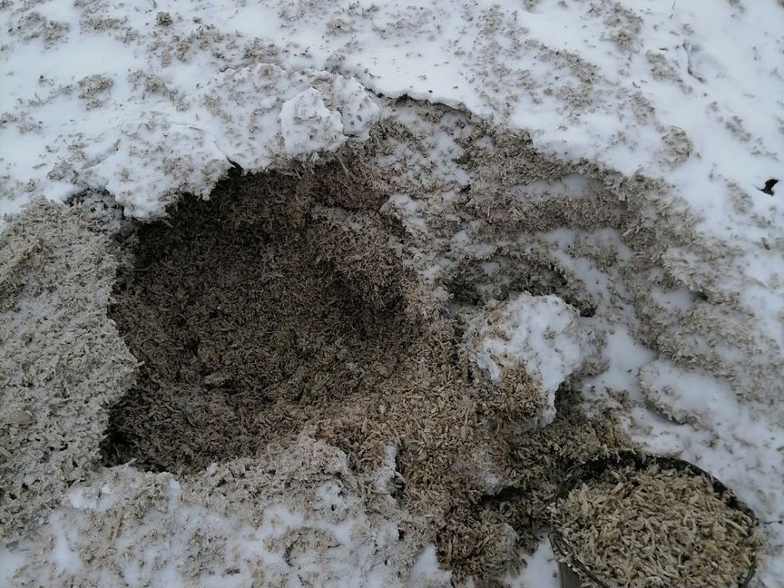 Жем свекольный