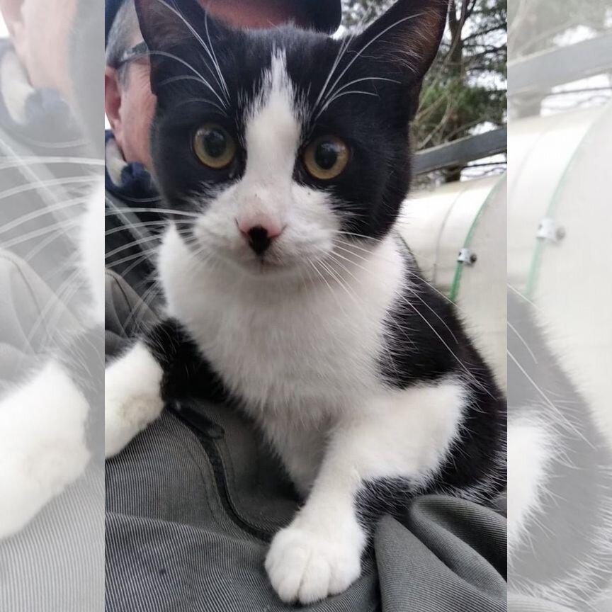 Взрослая кошка в добрые руки