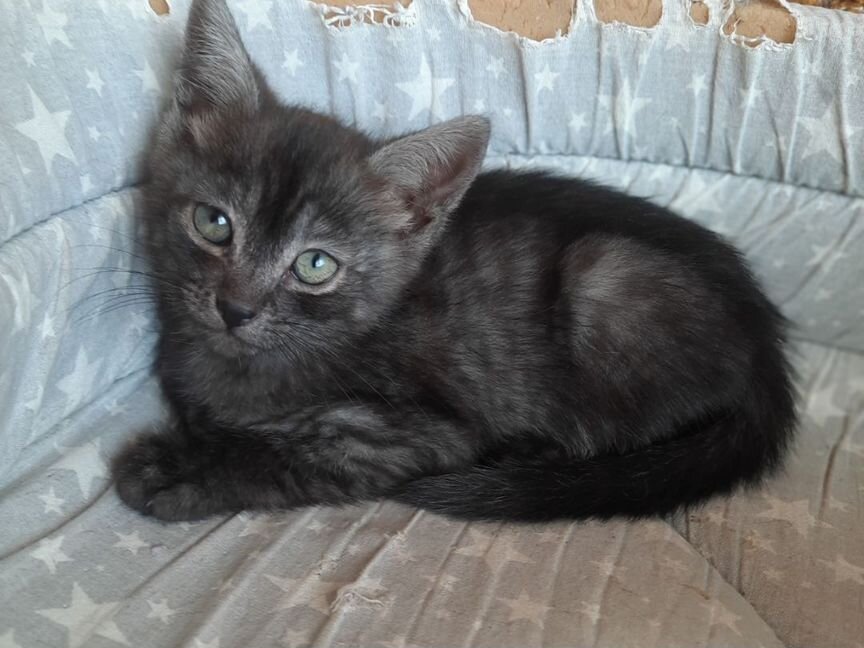 Красивая кошечка ищет дом и доброго хозяина