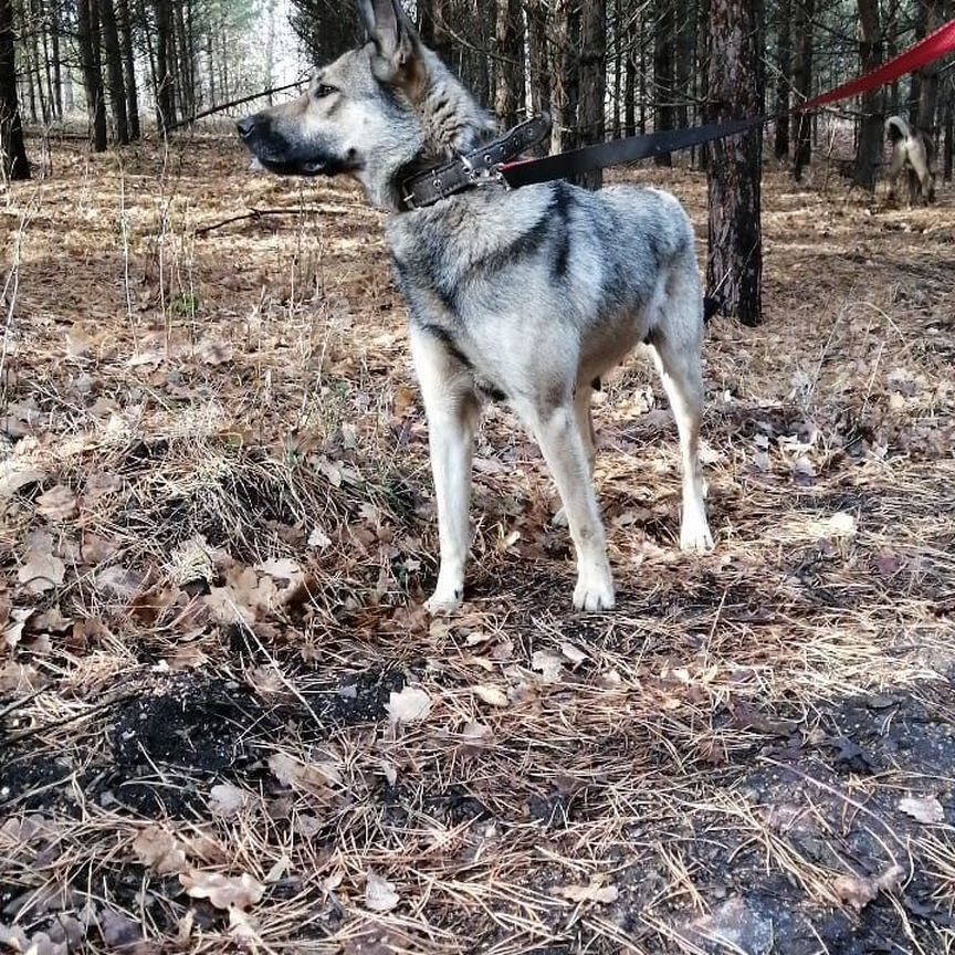 Собака