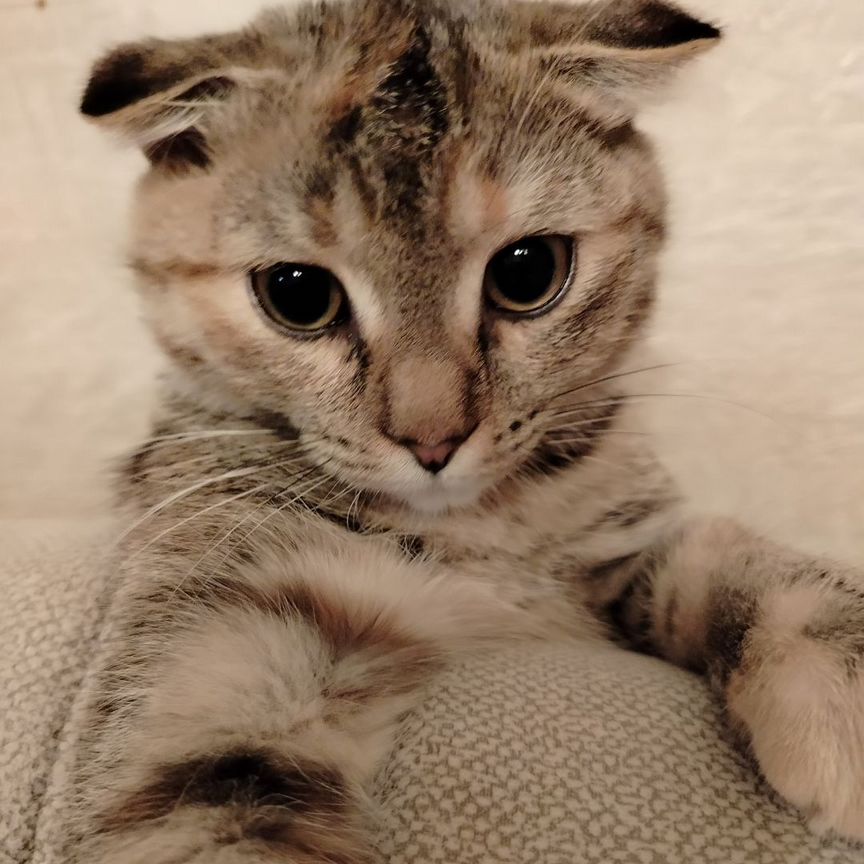 Шотландская вислоухая