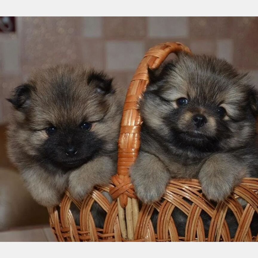 Немецкий шпиц