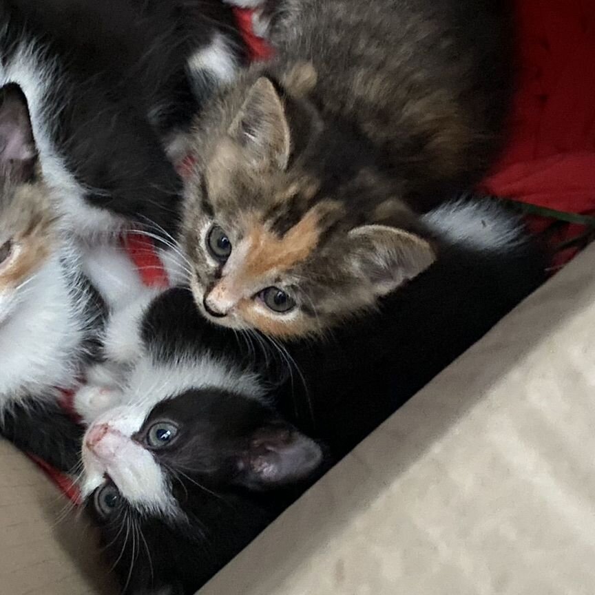 Котята в добрые руки