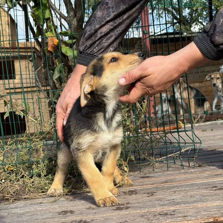 Щенок в добрые руки бесплатно