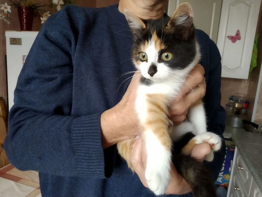 Нюша ищет дом