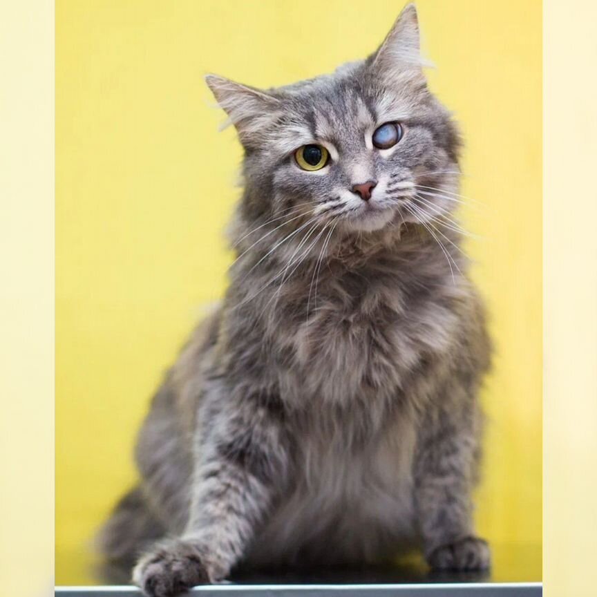 Сибирская, взрослая кошка