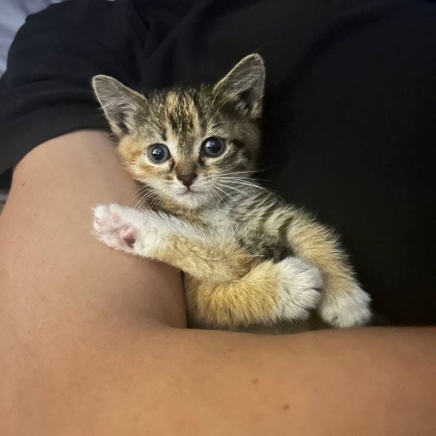 Кошечка