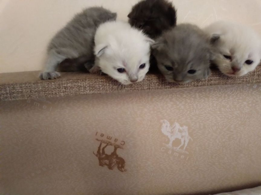 Британские котята