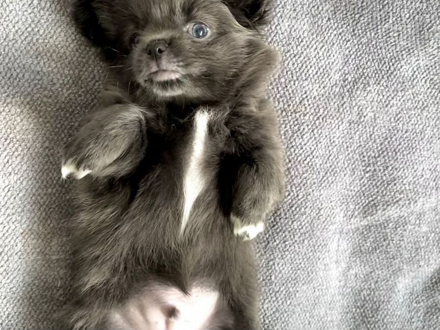 Щенки чихуахуа длинношерстные мини