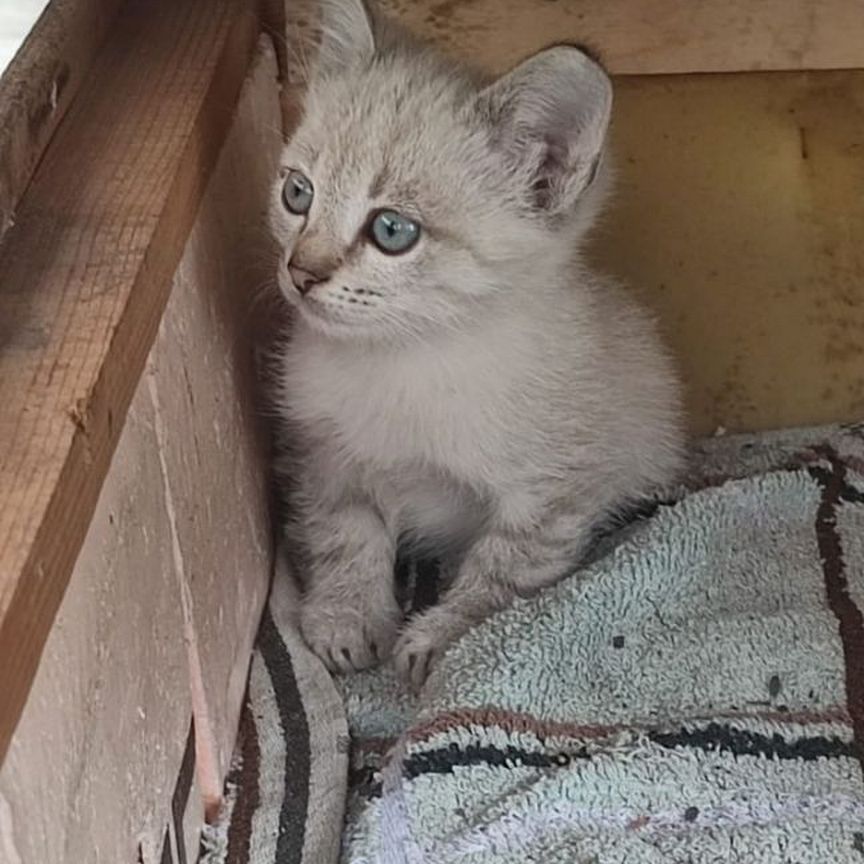 Котята в добрые руки для, борьбы с крысамм