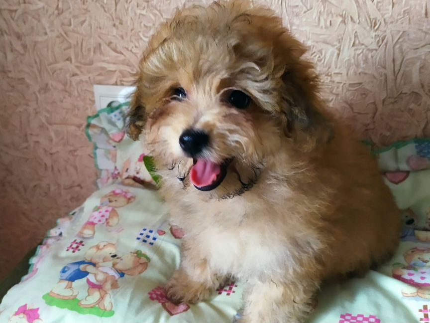 Помапу, Шпицепу