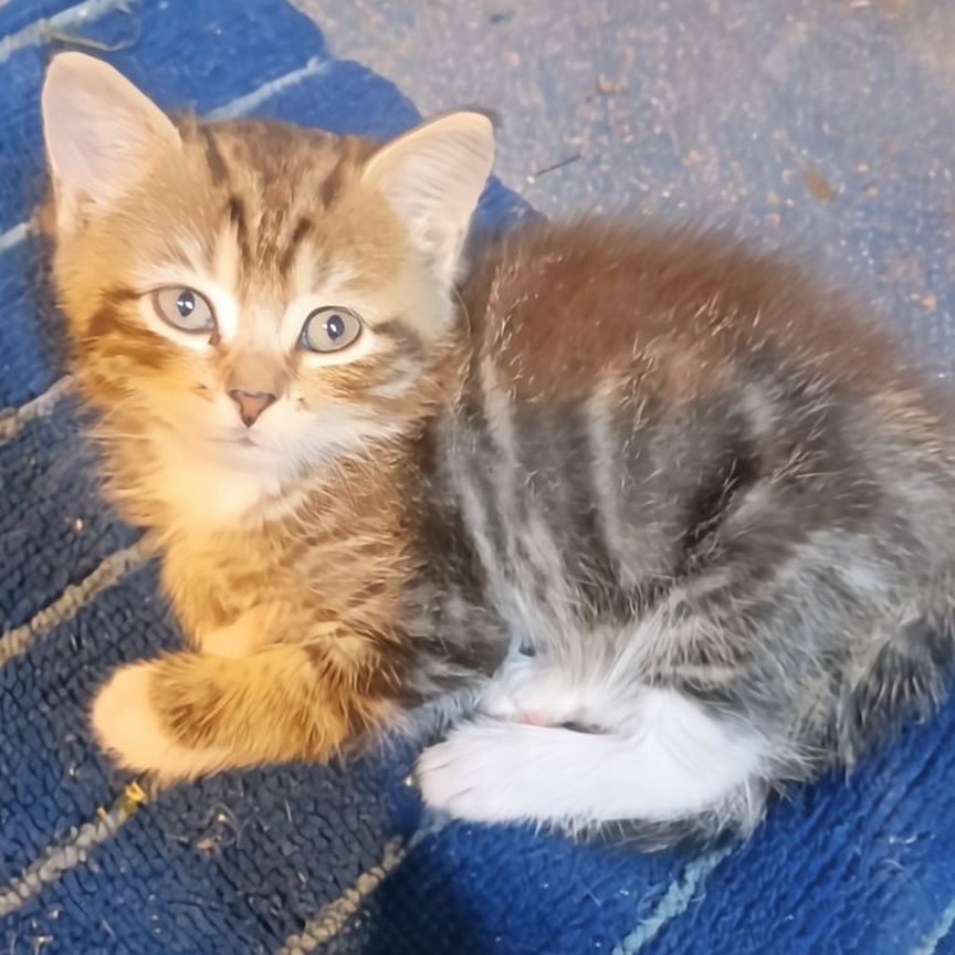 Шотландский вислоухий короткошёрстный котёнок
